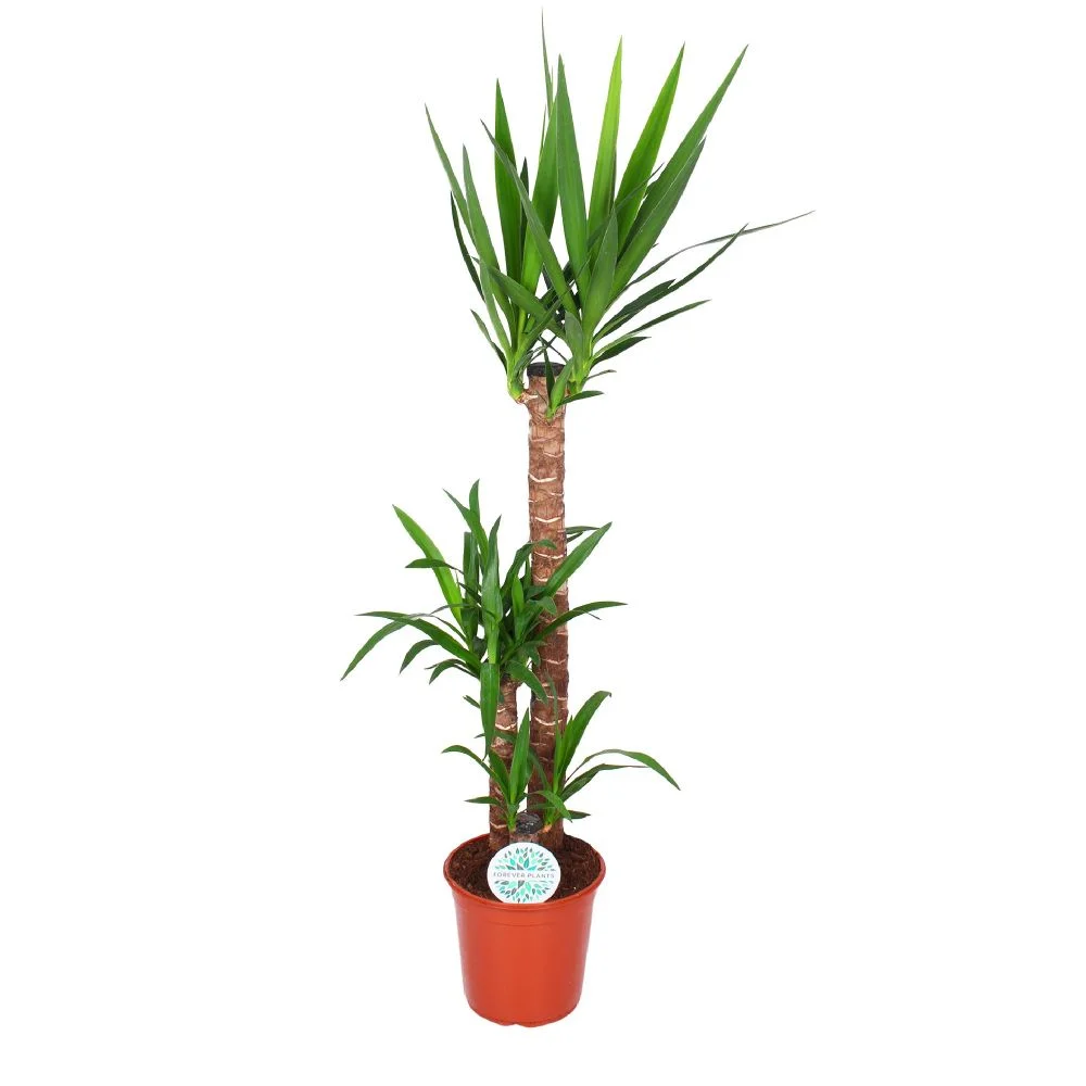 Planta verde, Yucca Elephantipes, inaltime > 61 cm, Ø ghiveci 24 cm