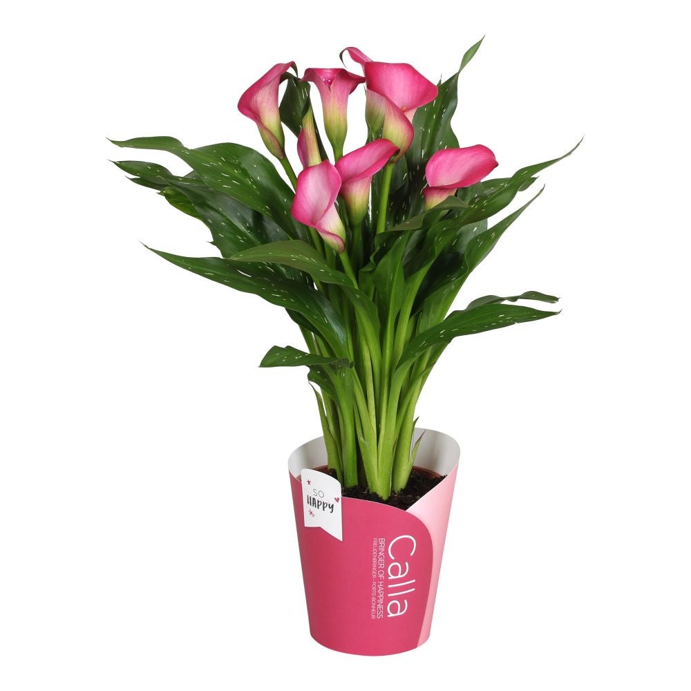 Planta cu fori, Zantedeschia Cala, inaltime 31 - 45 cm, Ø ghiveci 13 cm ...