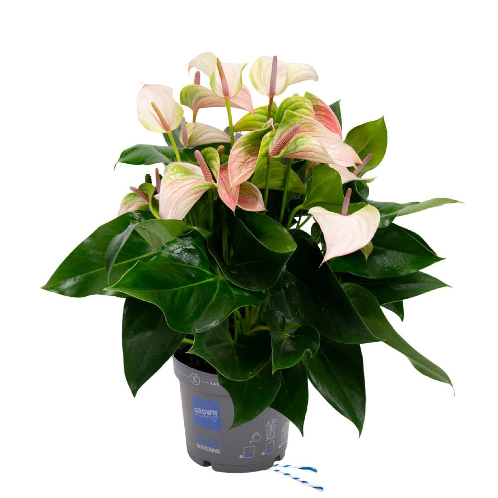 Planta cu flori, Anthurium, H 46 - 60 cm, Ø ghiveci 17 cm, roz