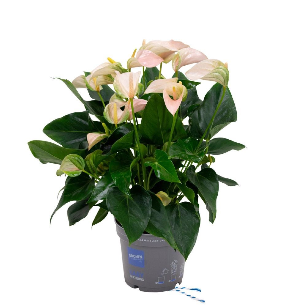Planta cu flori, Anthurium, H 46 - 60 cm, Ø ghiveci 17 cm, roz