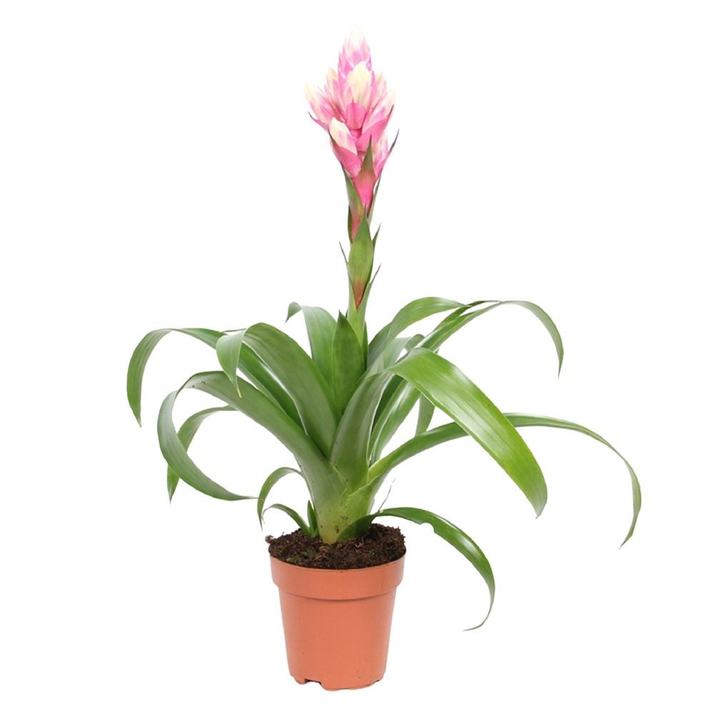 Planta cu flori, Guzmania Candy, H 46 - 60 cm, Ø ghiveci 12 cm, roz
