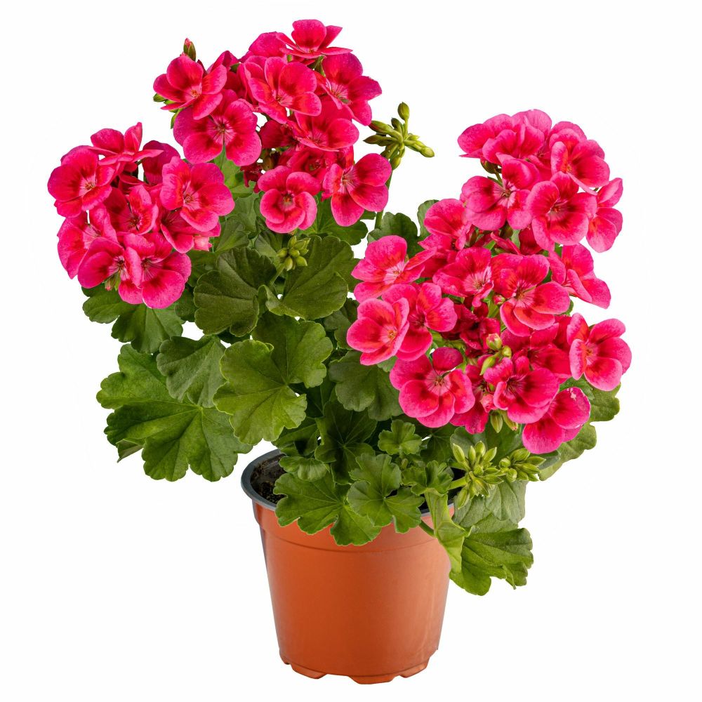 Planta cu flori Muscata Pelargonium cu floare dubla, Ø ghiveci 13 cm
