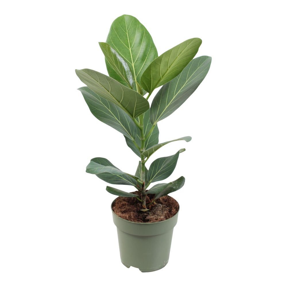 Planta verde, Ficus Bengalensis, inaltime > 61 cm, Ø ghiveci 17 cm
