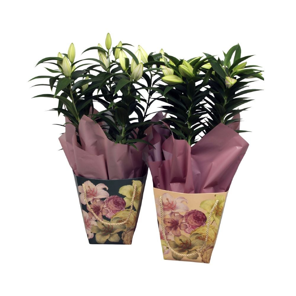 Planta cu flori, Crin, inaltime 46 - 60 cm, Ø ghiveci 17 cm