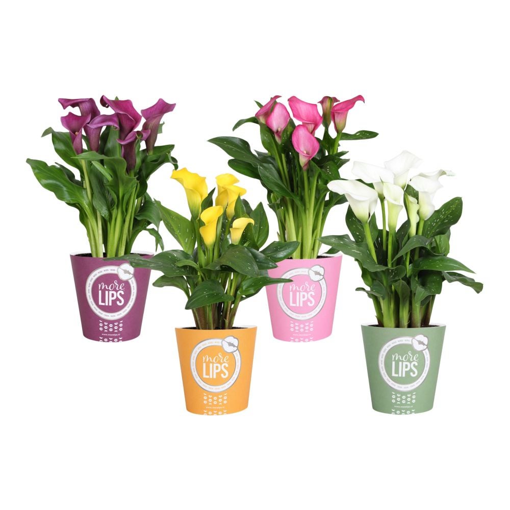 Planta cu flori, Zantedeschia (Cala), H 31 - 45 cm, Ø ghiveci 12 cm ...