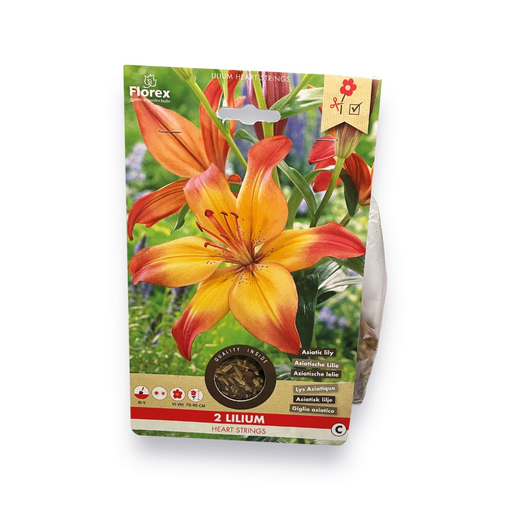 Bulbi crin Asiatic Heart, portocaliu/rosu (2buc)