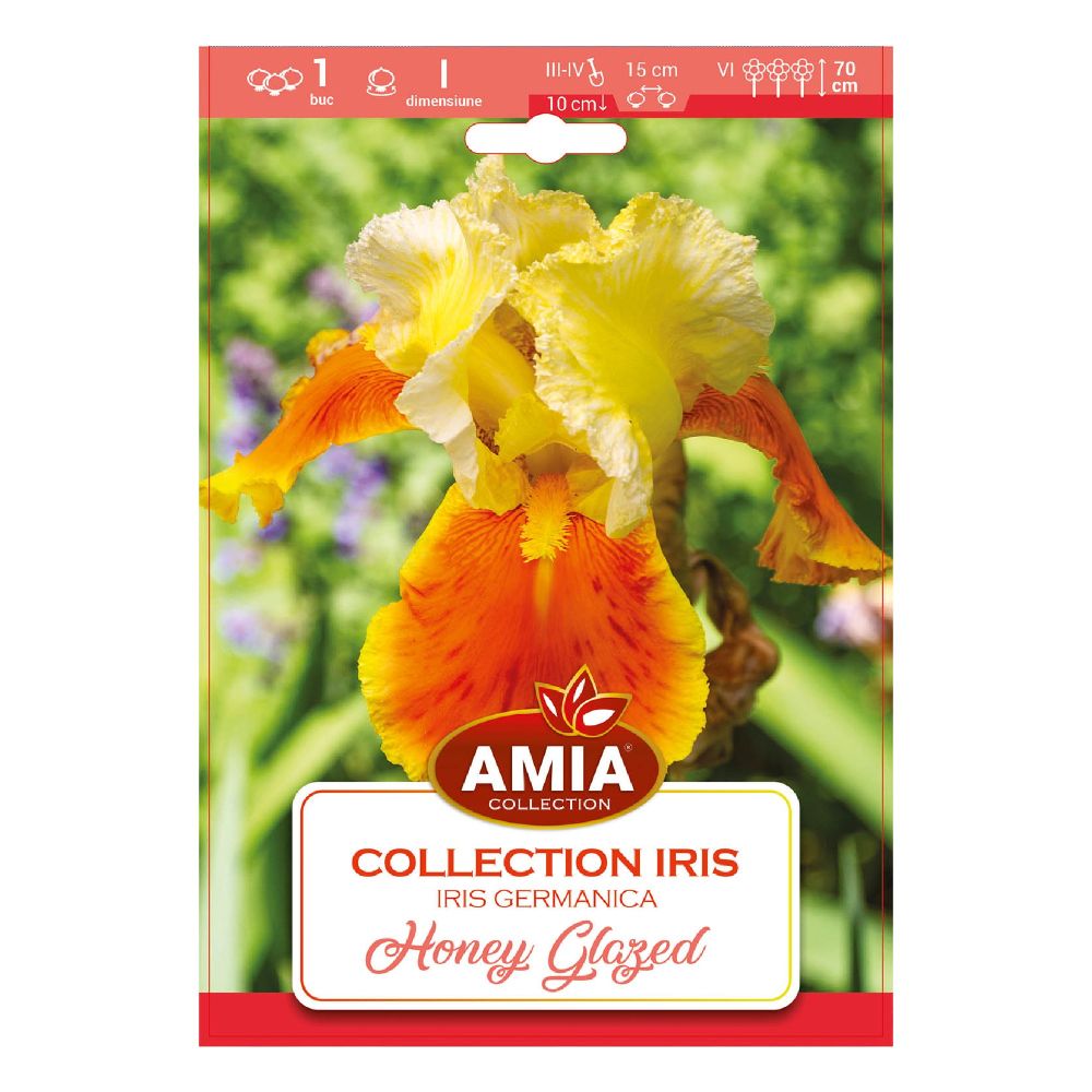 Bulbi Iris, Honey glazed, galben, portocaliu, 1 buc