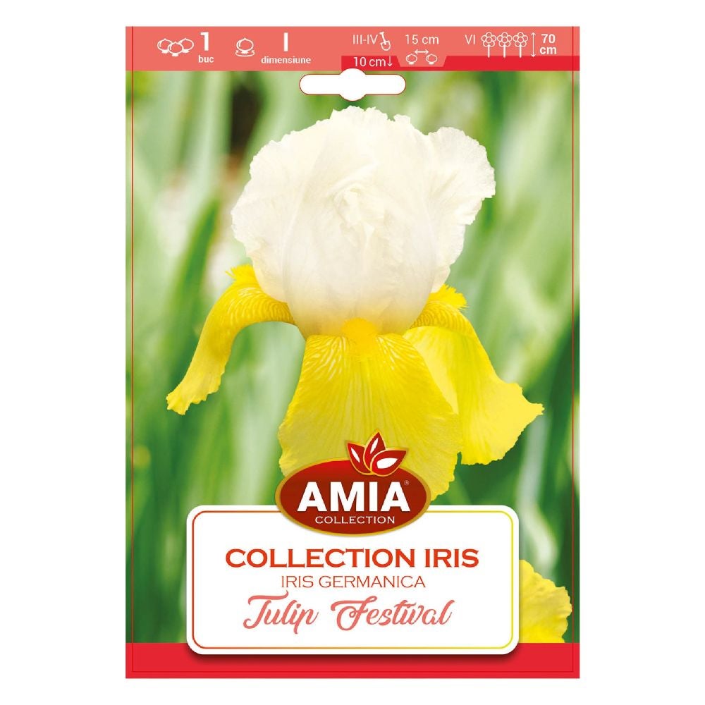 Bulbi Iris, Festival, alb, galben, 1 buc