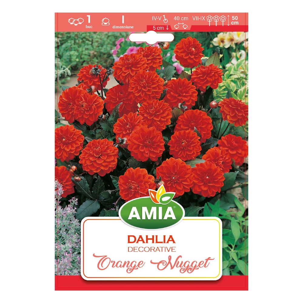 Bulbi Dalia, portocaliu, 1 buc