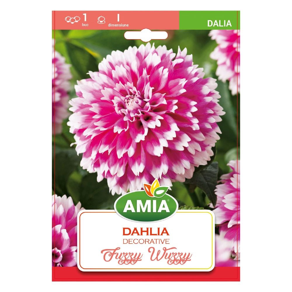 Bulbi Dalia, Fuzzy wuzzy, multicolora, 1 buc