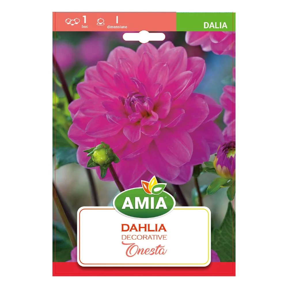 Bulbi Dalia, Onesta, mov, 1 buc