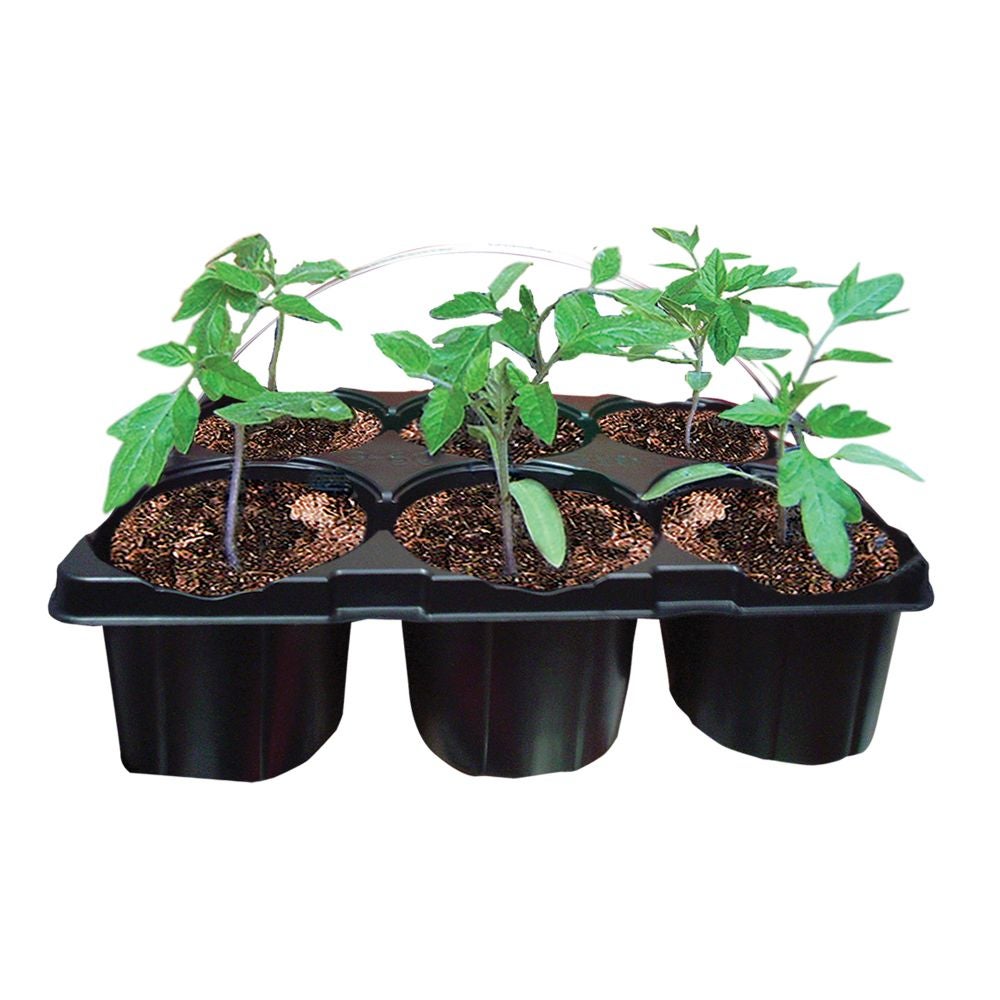 Rasad rosii, ideal, pachet 6 bulbi ghiveci