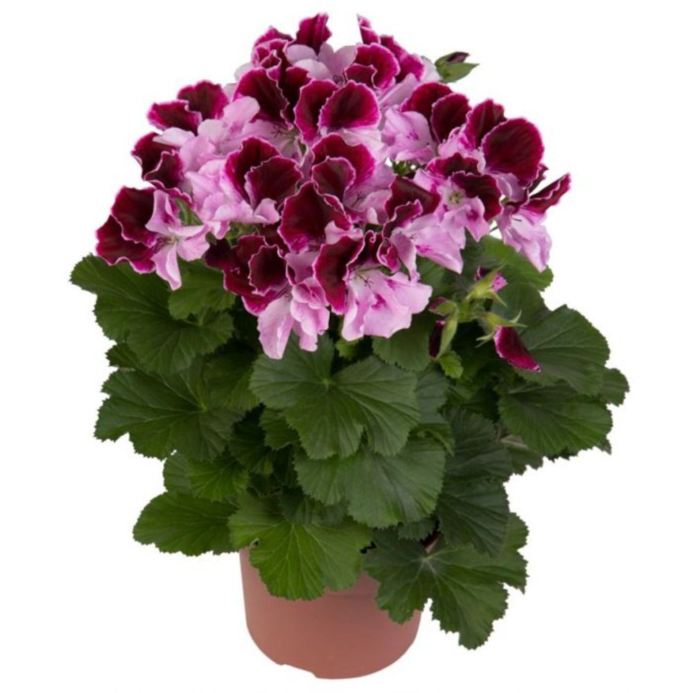 Planta de exterior cu flori Pelargonium Grandiflora, H