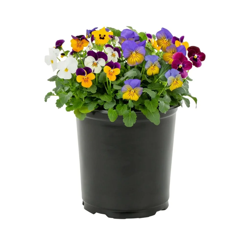 Planta cu flori Viola multicolor, Ø ghiveci 13 cm, diverse culori