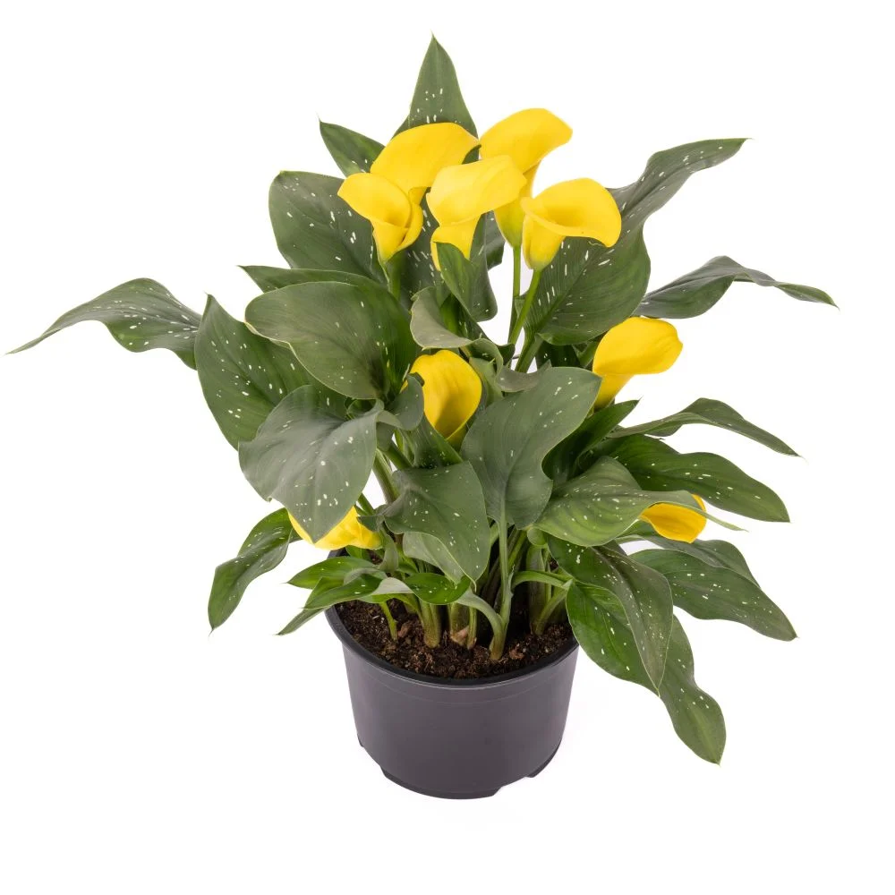 Planta cu flori Calla Zantedeschia, H 40 cm, Ø ghiveci 14 cm, diverse ...