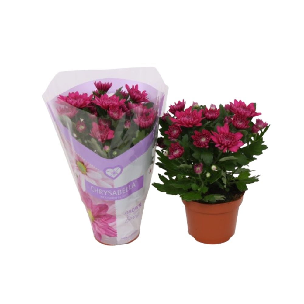 Planta cu flori Crizantema, H - 26 cm, , Ø ghiveci 12 cm, roz