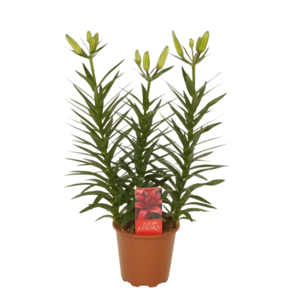 Planta cu flori Crin Asiatic, Ø ghiveci 13 cm