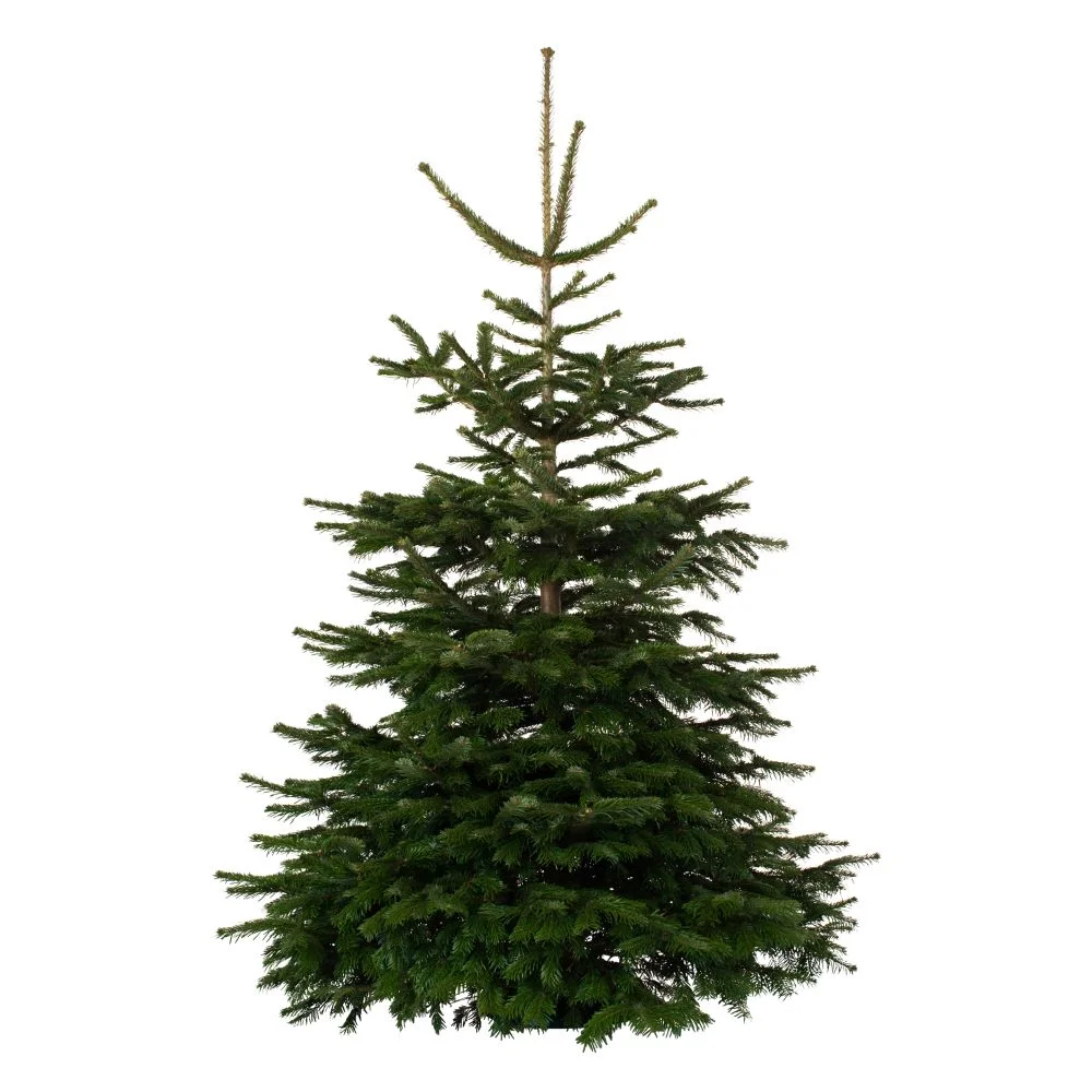 Brad natural taiat, Standard Nord, H 300-350 cm, calitate superioara