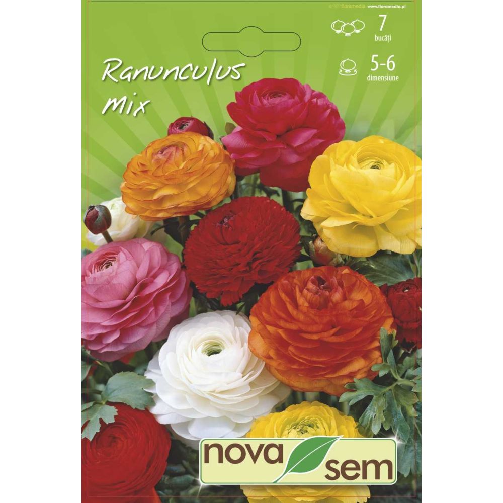Bulbi ranunculus, mix culori, (7buc)