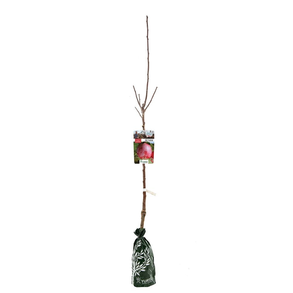 Pom fructifer fasonat Mar, H > 120 cm, rosu, galben
