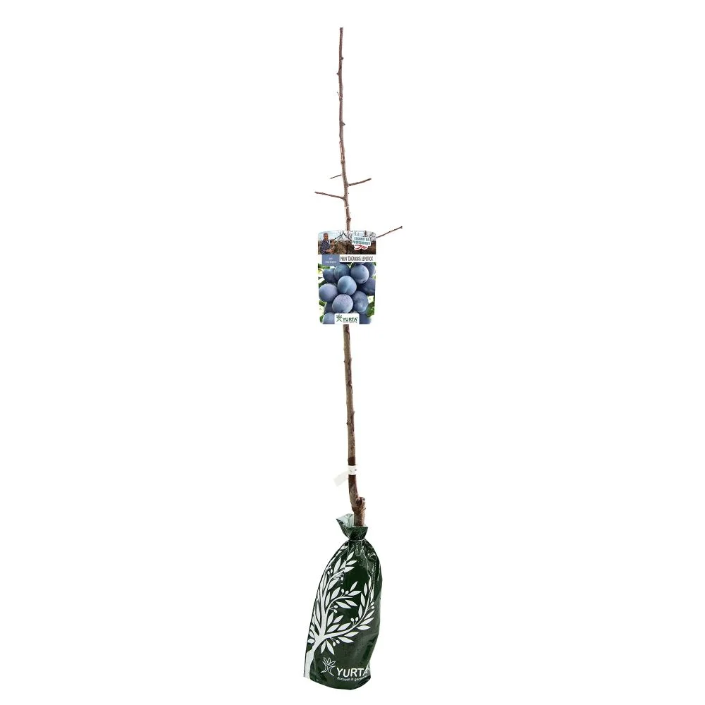Pom fructifer fasonat Prun, H > 120 cm, mov
