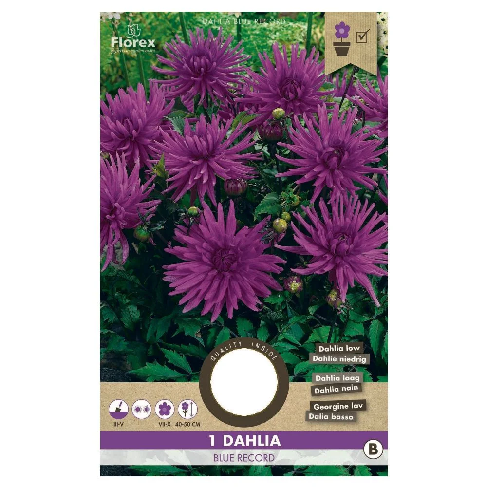 Bulb dalie Blue record, mov