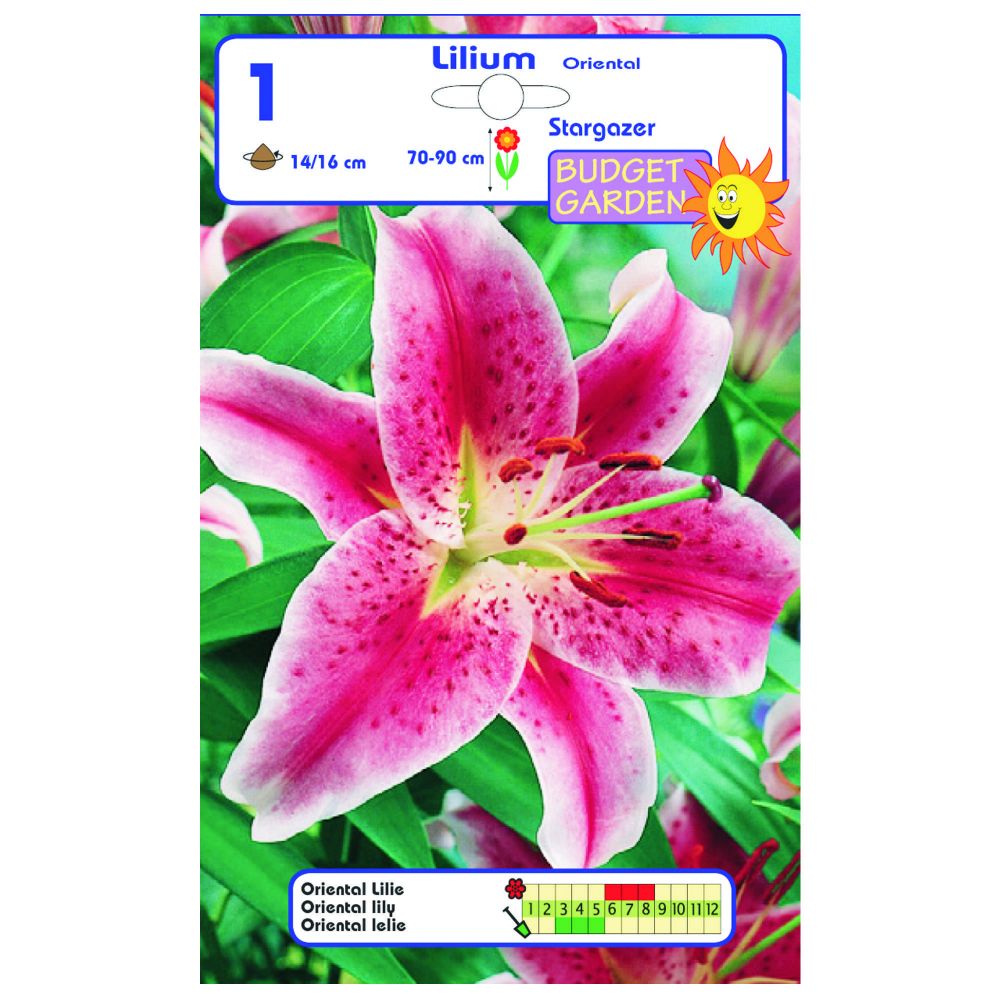 Bulb crin Oriental, roz