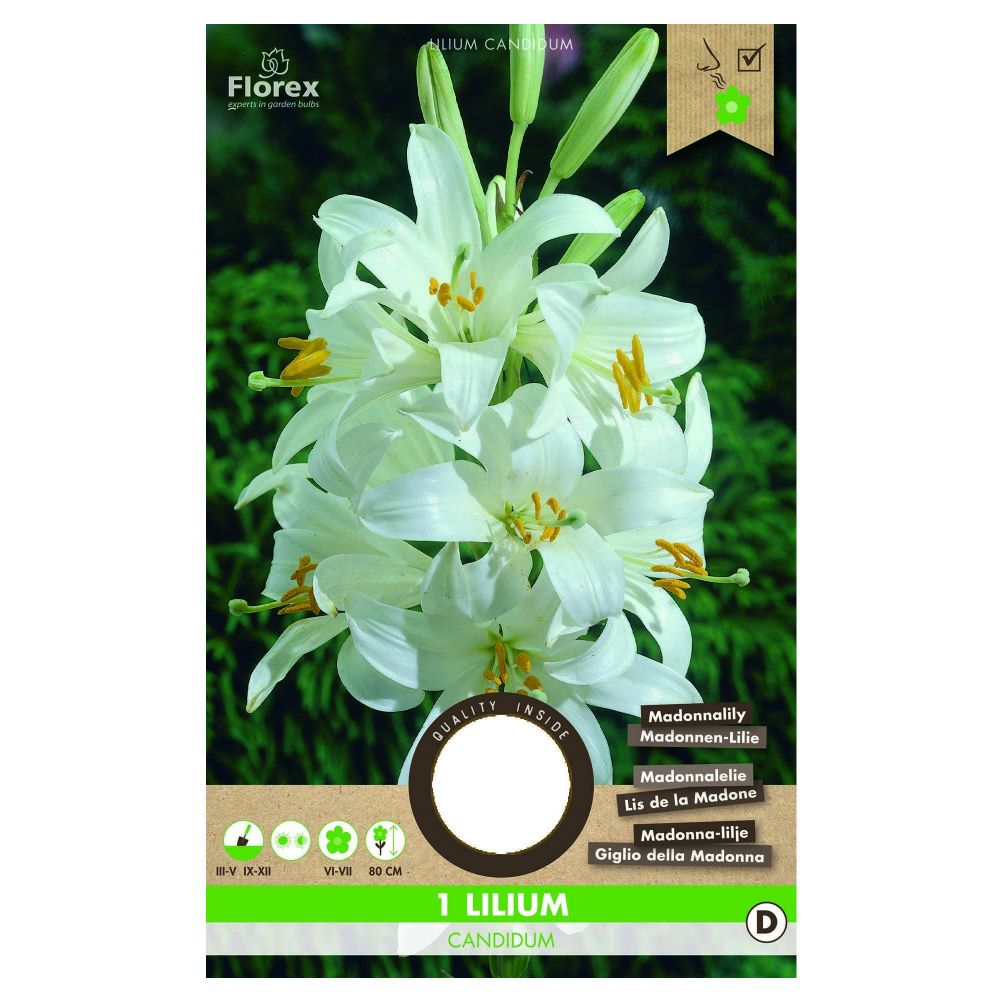 Bulb crin Candidum, alb