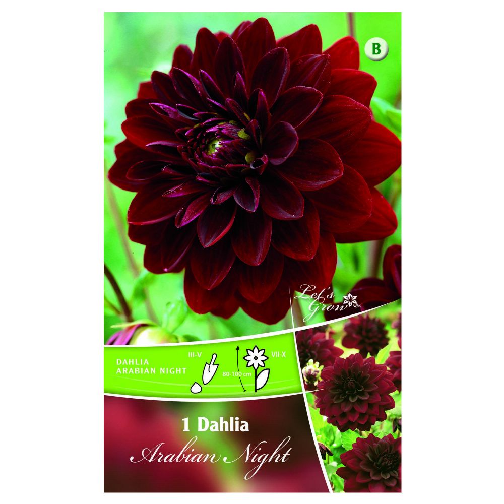 Bulb dalie Arabian Night, rosie