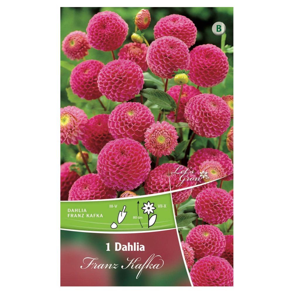 Bulb dalie Franz Kafka, roz