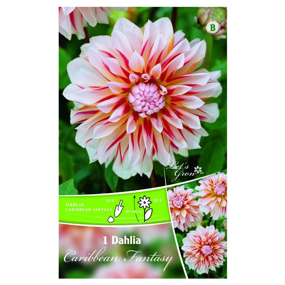 Bulb dalie Carribean Fantasy, multicolora