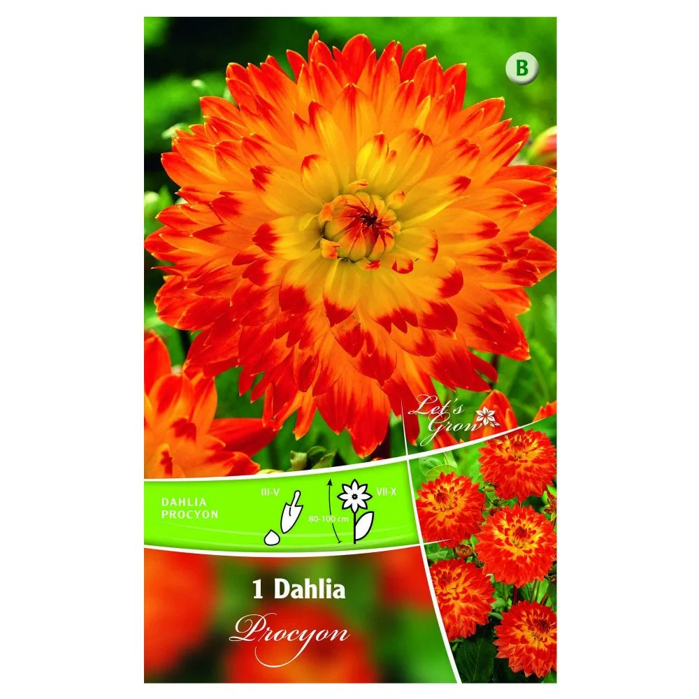 Bulb dalie Procyon, portocalie