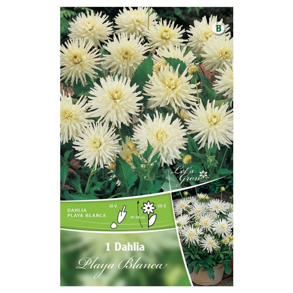 Bulb dalie Playa Blanca, alba