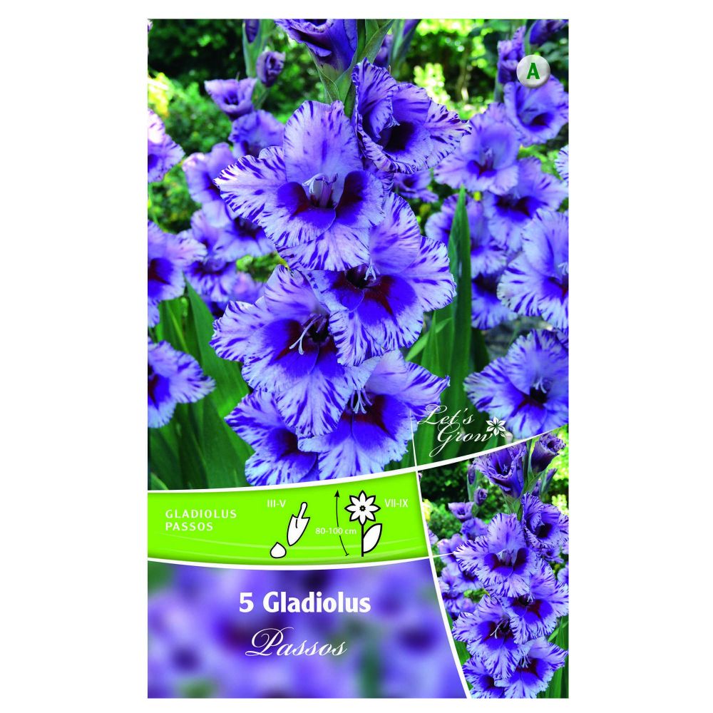 Bulbi gladiole Passos, mov (5 buc)