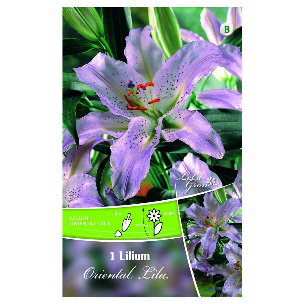 Bulb crin Oriental, mov