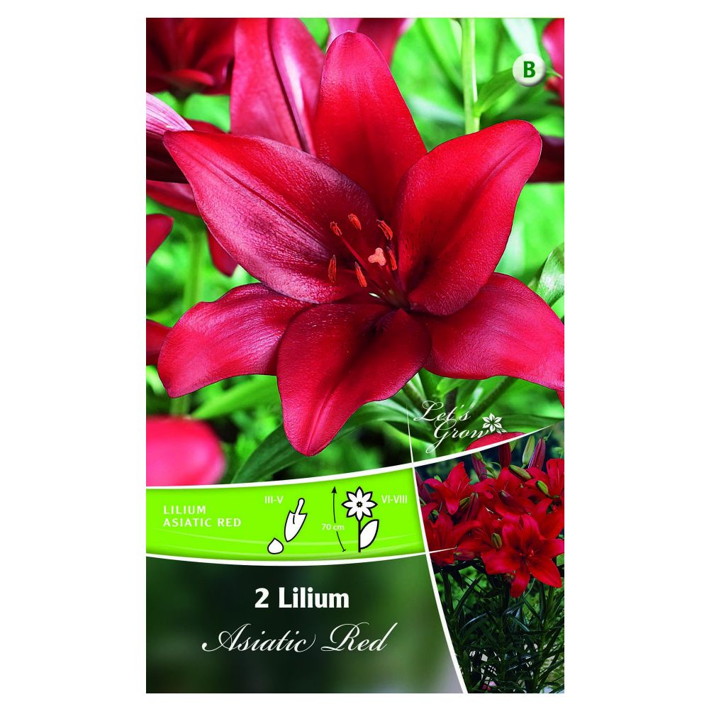 Bulbi crin Asiatic, rosu (2 buc)