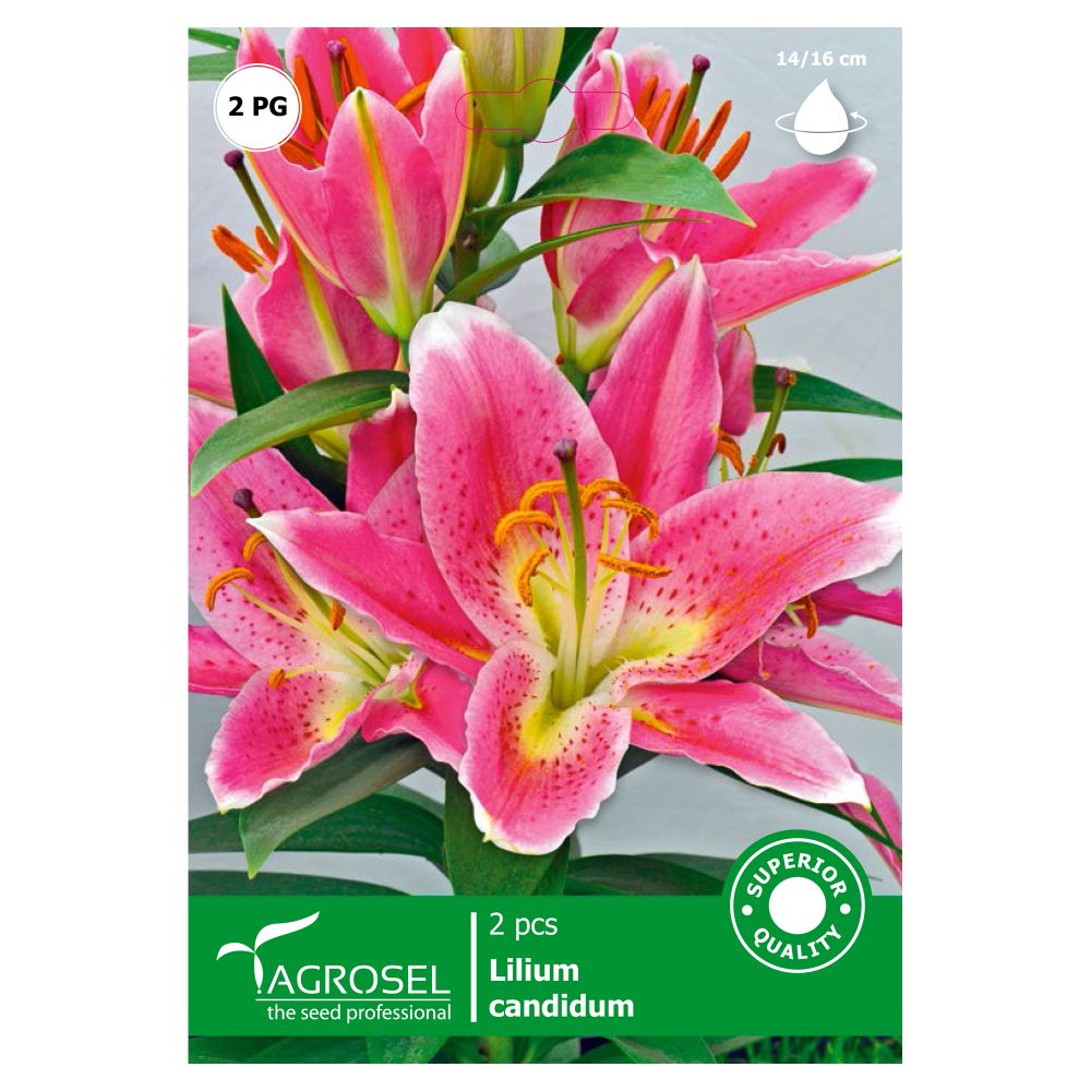 Bulbi crin Agrosel, roz/mov (2 buc)