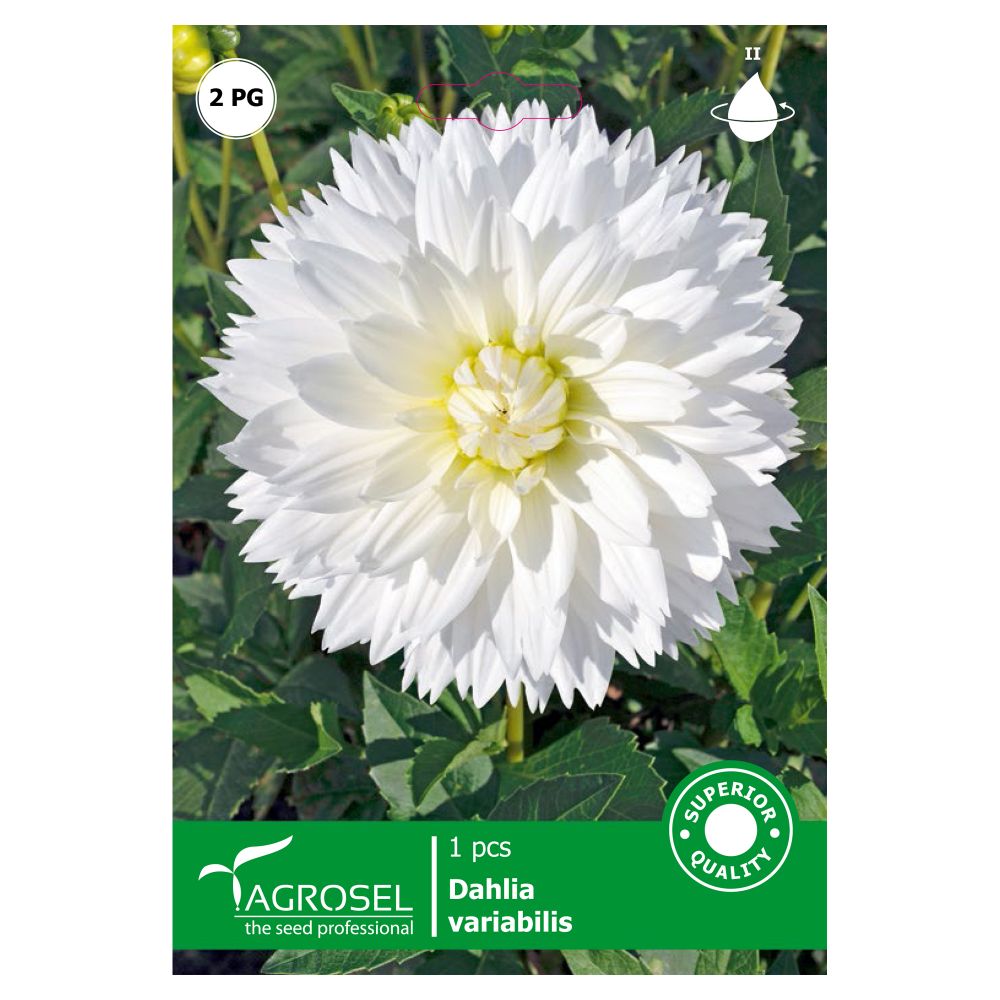Bulb dalie My love Agrosel, alba