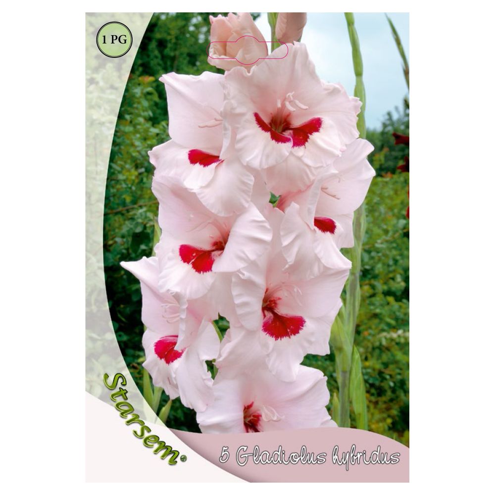 Bulbi gladiole Starsem, roz (5 buc)