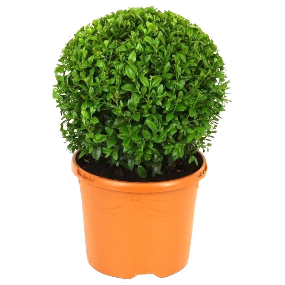 Arbust ornamental Buxus in forma de sfera, 40 - 45 cm