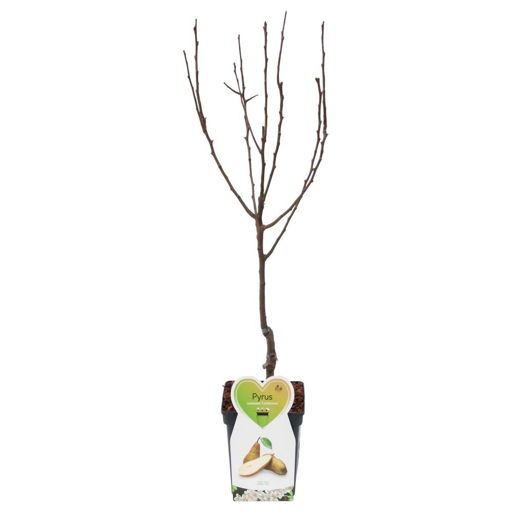 Pom fructifer par in ghiveci Ø 23