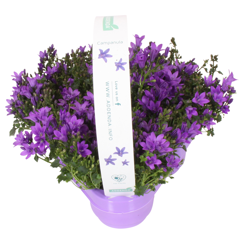 Campanula Ambela, mov, 3 pack