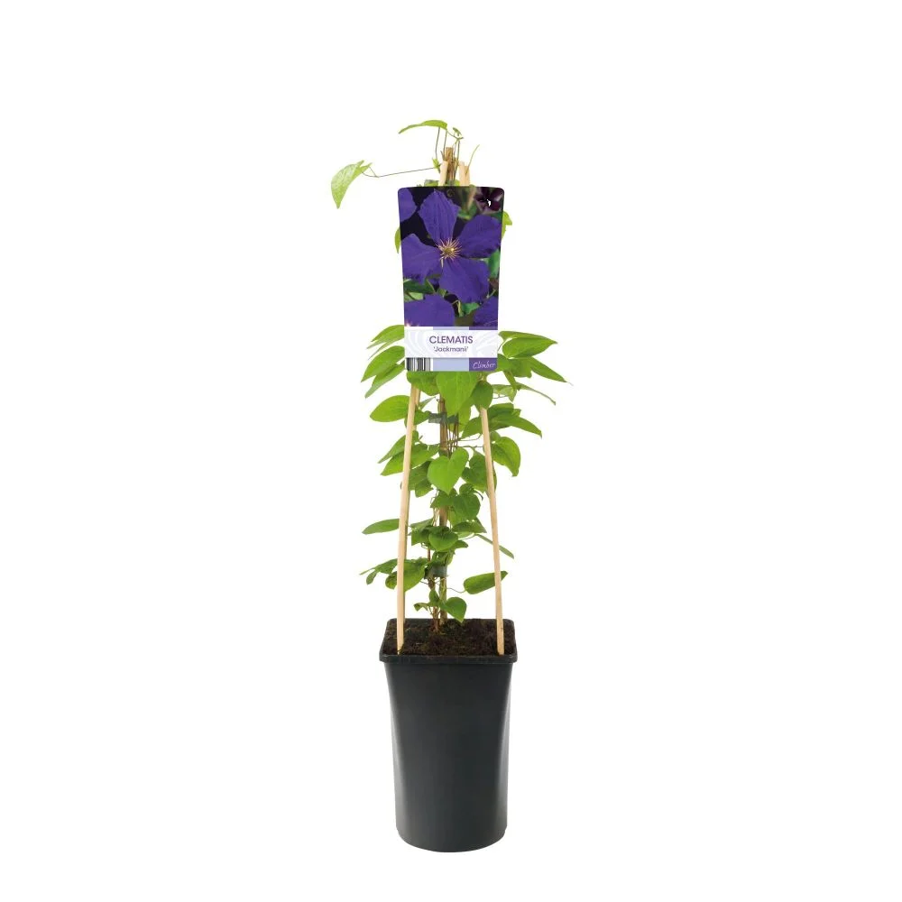 Arbust ornamental Clematis Jackmanii, crescut in ghiveci, H51 - 80 cm ...