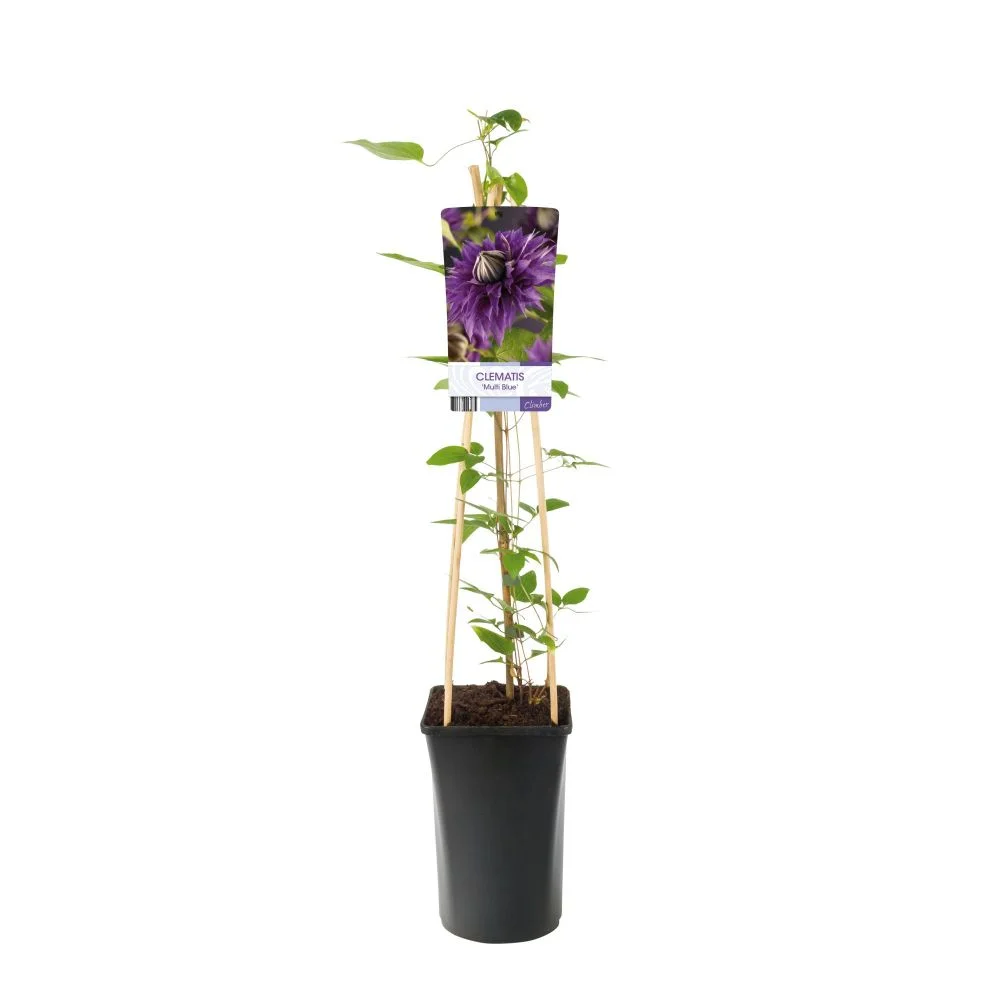 Arbust ornamental Clematis Multi Blue, crescut in ghiveci, H51 - 80 cm ...