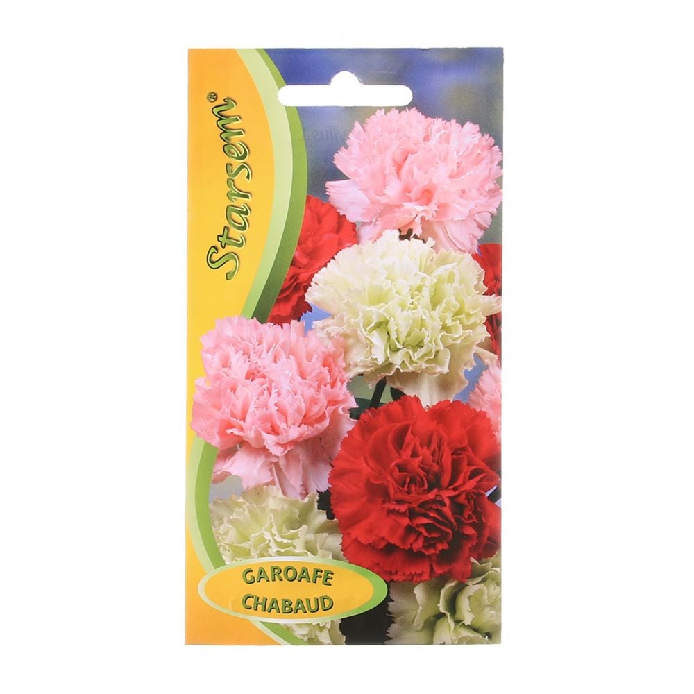 Seminte garoafe chabaud, Starsem