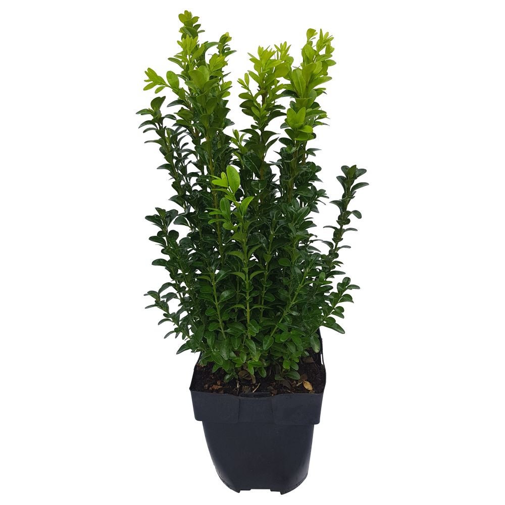 Arbust ornamental Buxus, crescut in ghiveci, H
