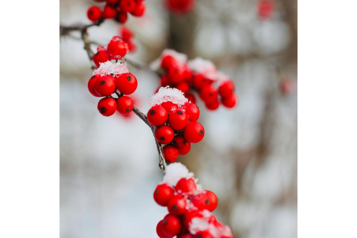 Flori de gradina si plante care rezista iarna