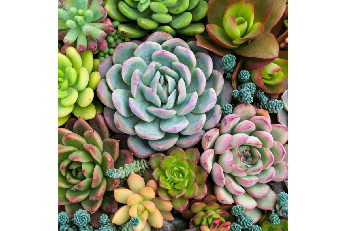 Plante suculente - Beneficii, Tipuri, Ingrijire | Leroy Merlin