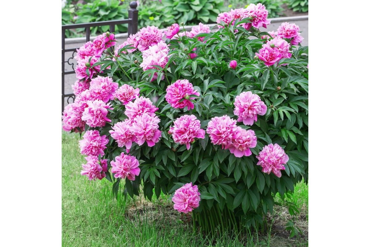 Bujori - Cand se planteaza bujorii si cum se ingrijesc