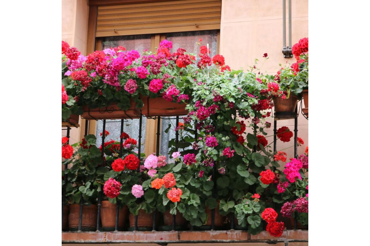 Muscate - Plantare si Ingrijire. Cum se inmultesc muscatele | Leroy Merlin